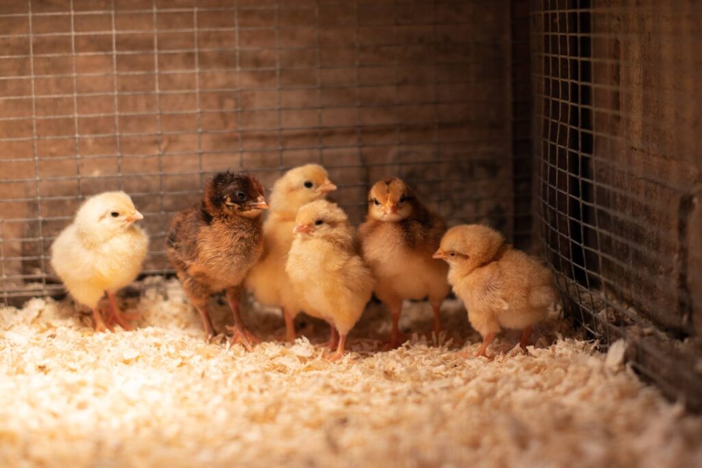 Raising Chicks From Mail Order Sources - Backyard Poultry